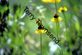 Photo Gallery - Townsend Photographics