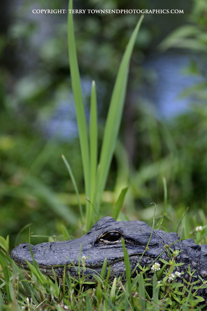 Florida - Townsend Photographics
